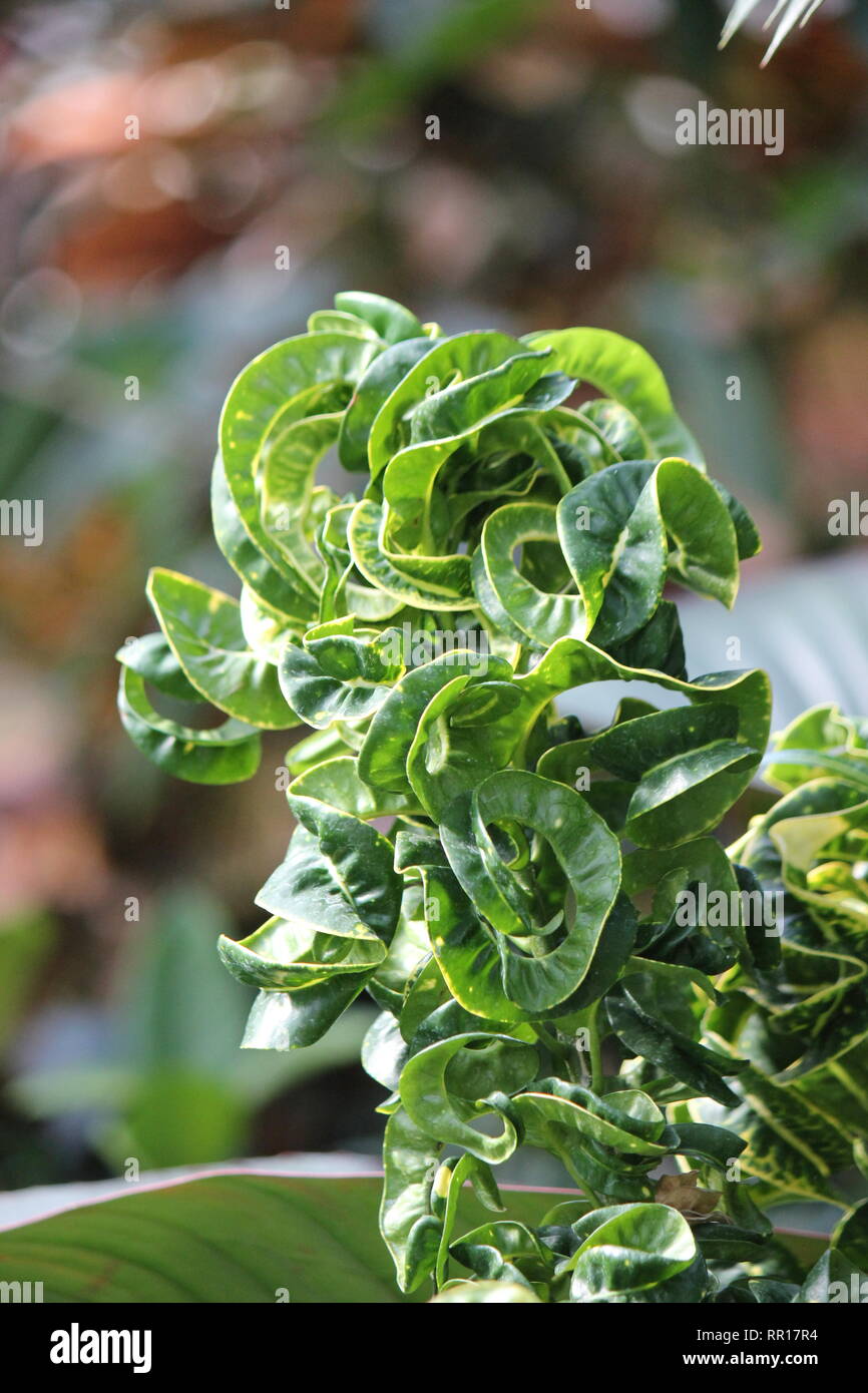 Stunning, flawless croton codiaeum, variegated croton, curly boy plant ...