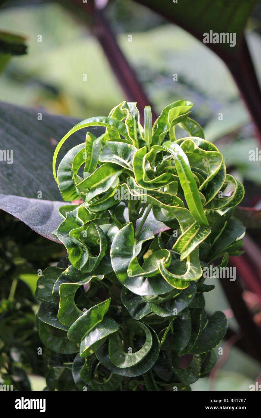 Stunning, flawless croton codiaeum, variegated croton, curly boy plant ...