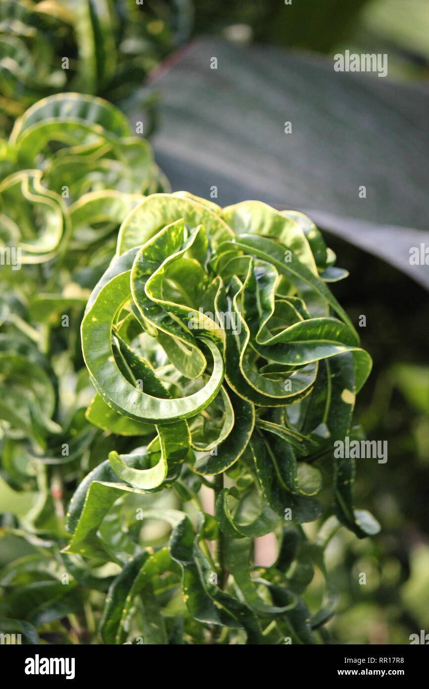 Stunning, flawless croton codiaeum, variegated croton, curly boy plant ...