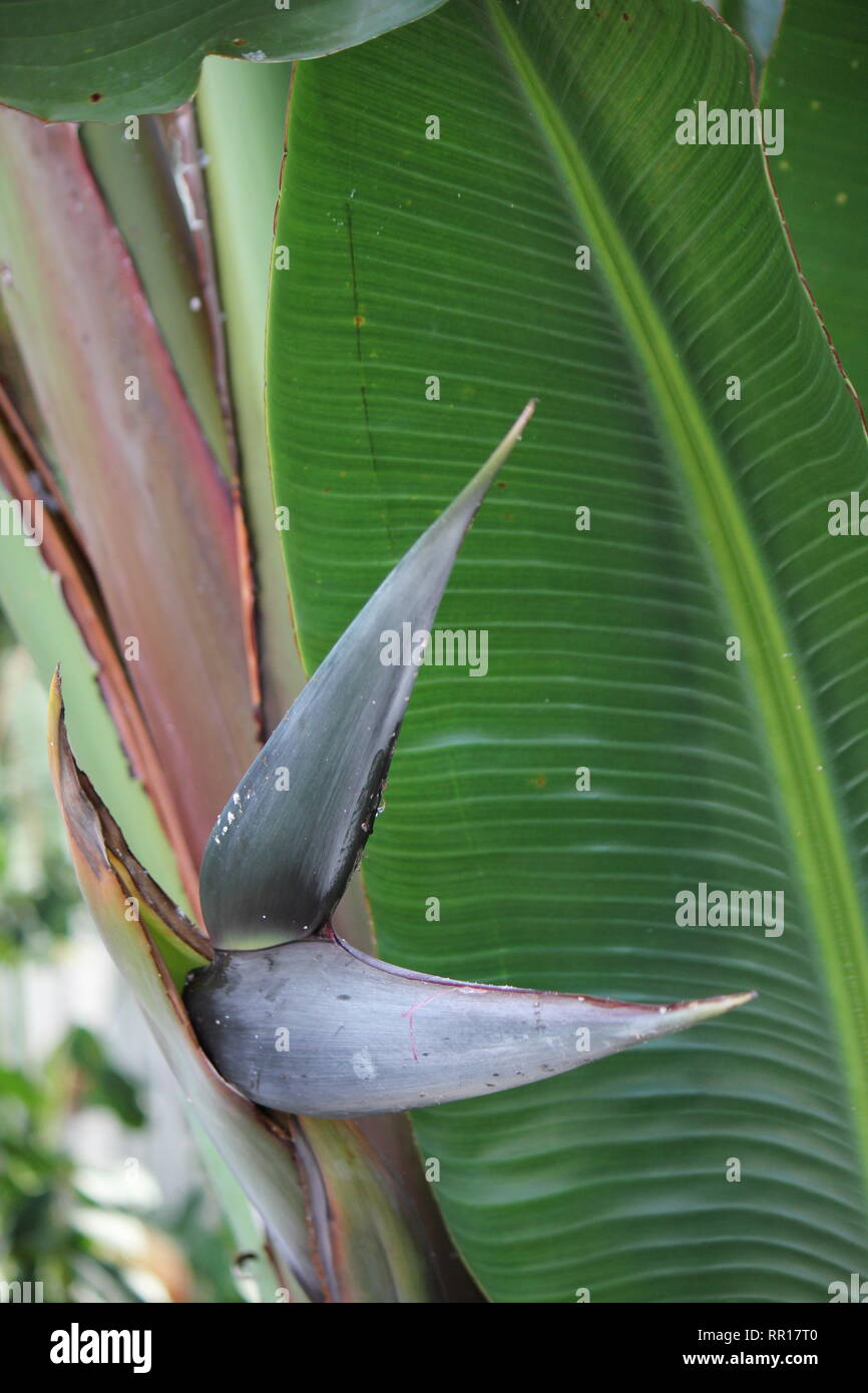 Stunning, flawless white bird of paradise, strelitzia Nicolai, plant ...
