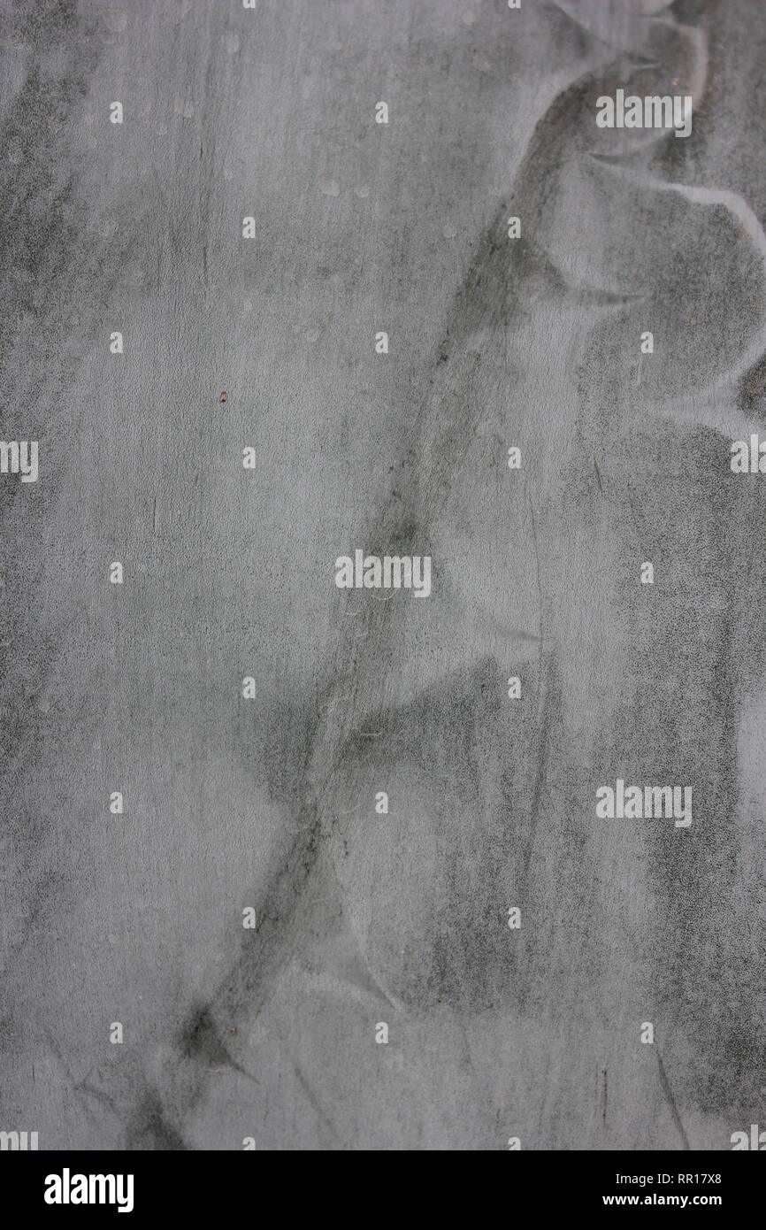 Stunning, flawless mescal ceniza, agave colorata, desert plant growing ...