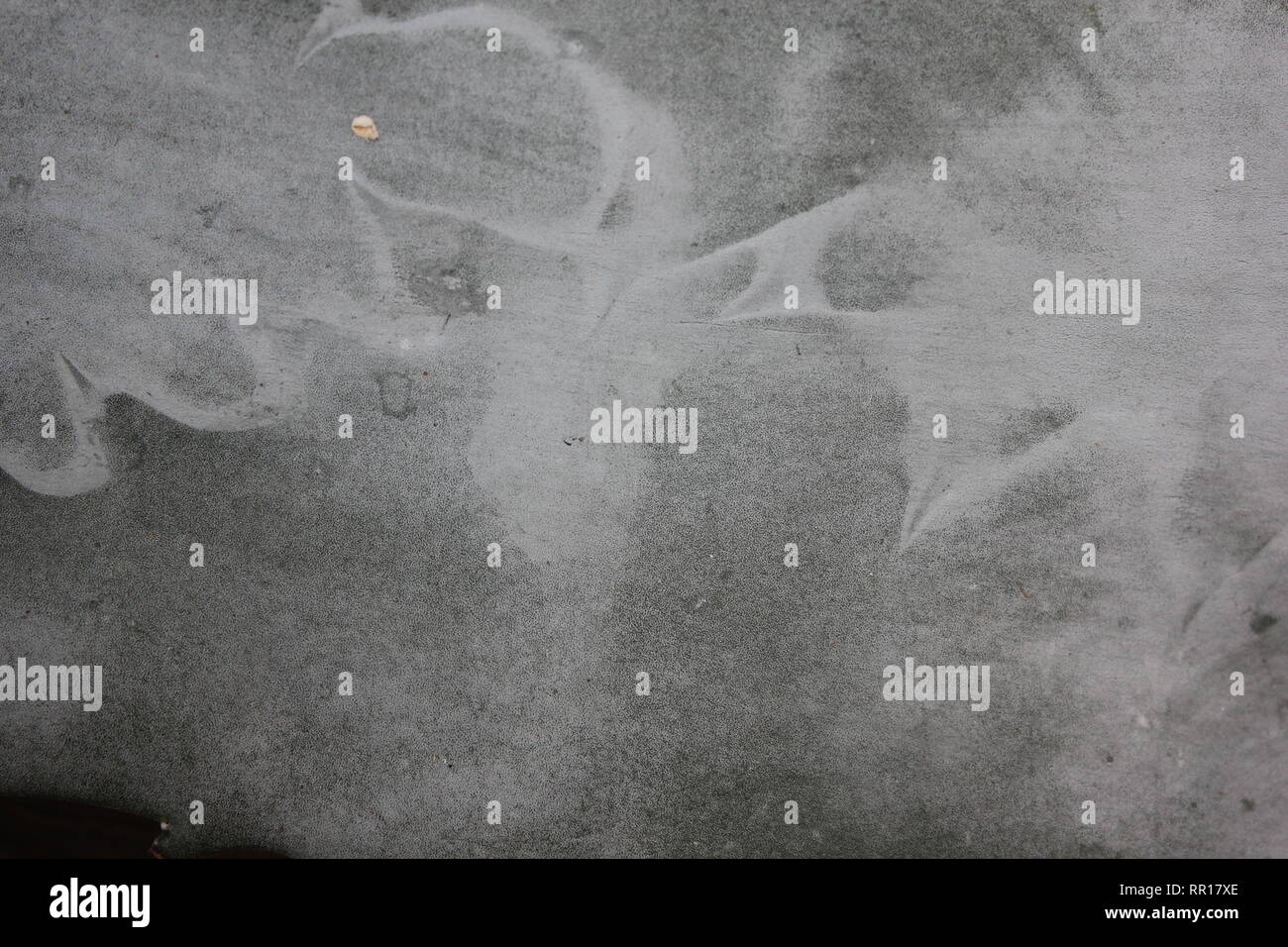 Stunning, flawless mescal ceniza, agave colorata, desert plant growing ...