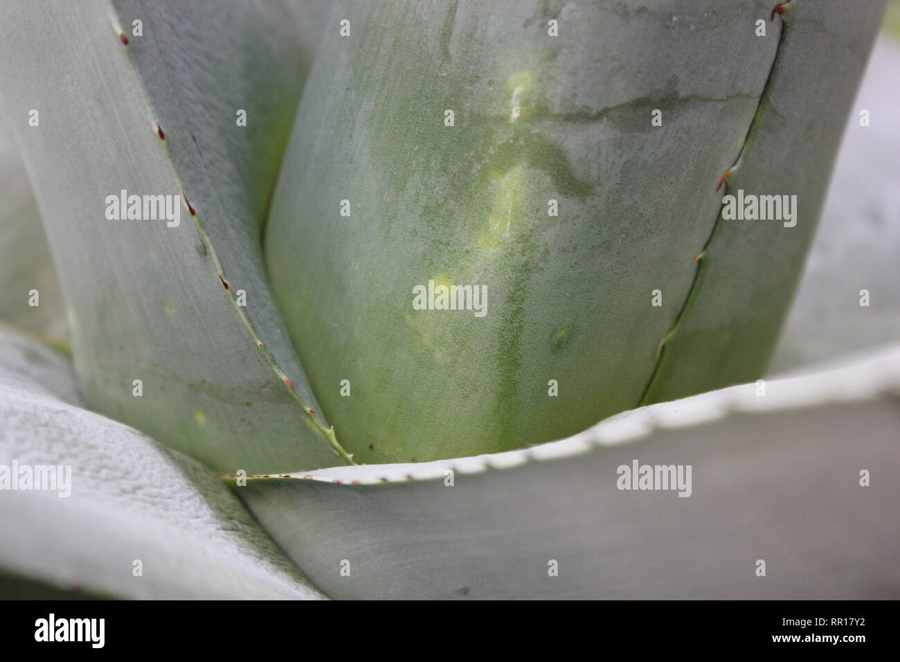 Stunning, flawless mescal ceniza, agave colorata, desert plant growing ...