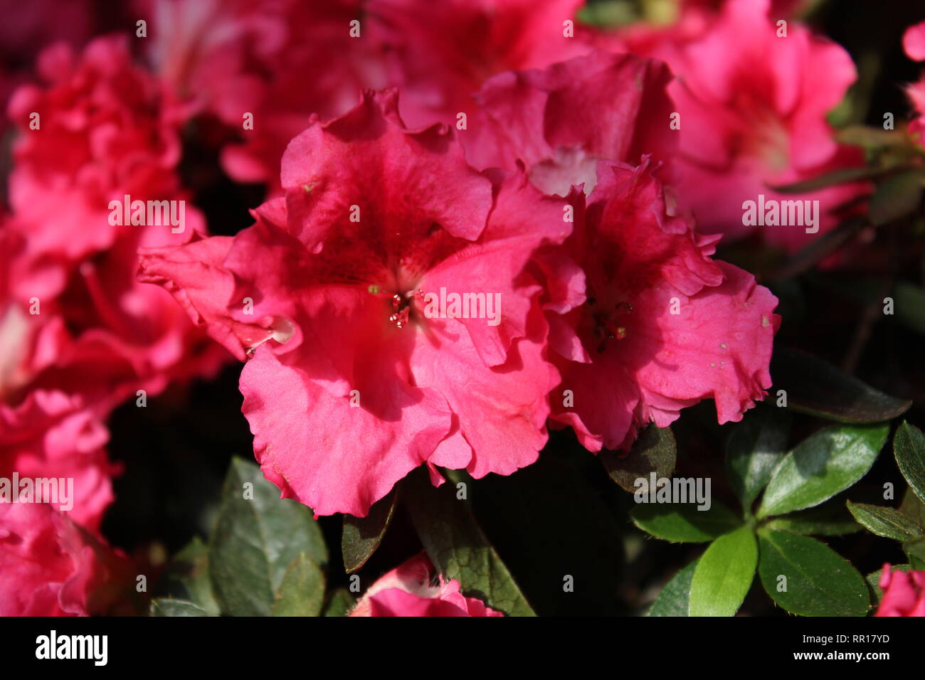 Beautiful cultivated flowering orchid pink azalea phoenicia ...