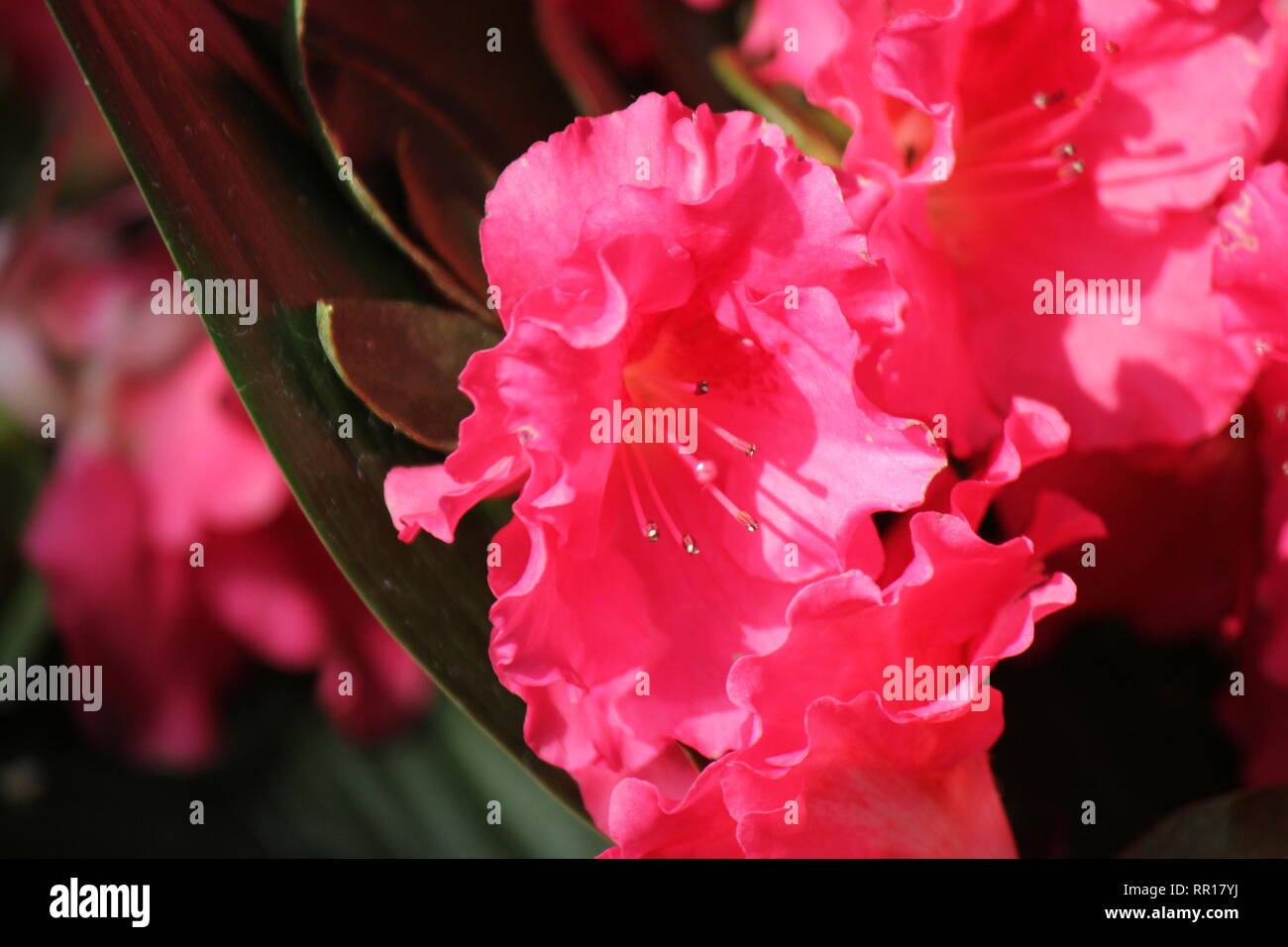 Beautiful cultivated flowering orchid pink azalea phoenicia ...