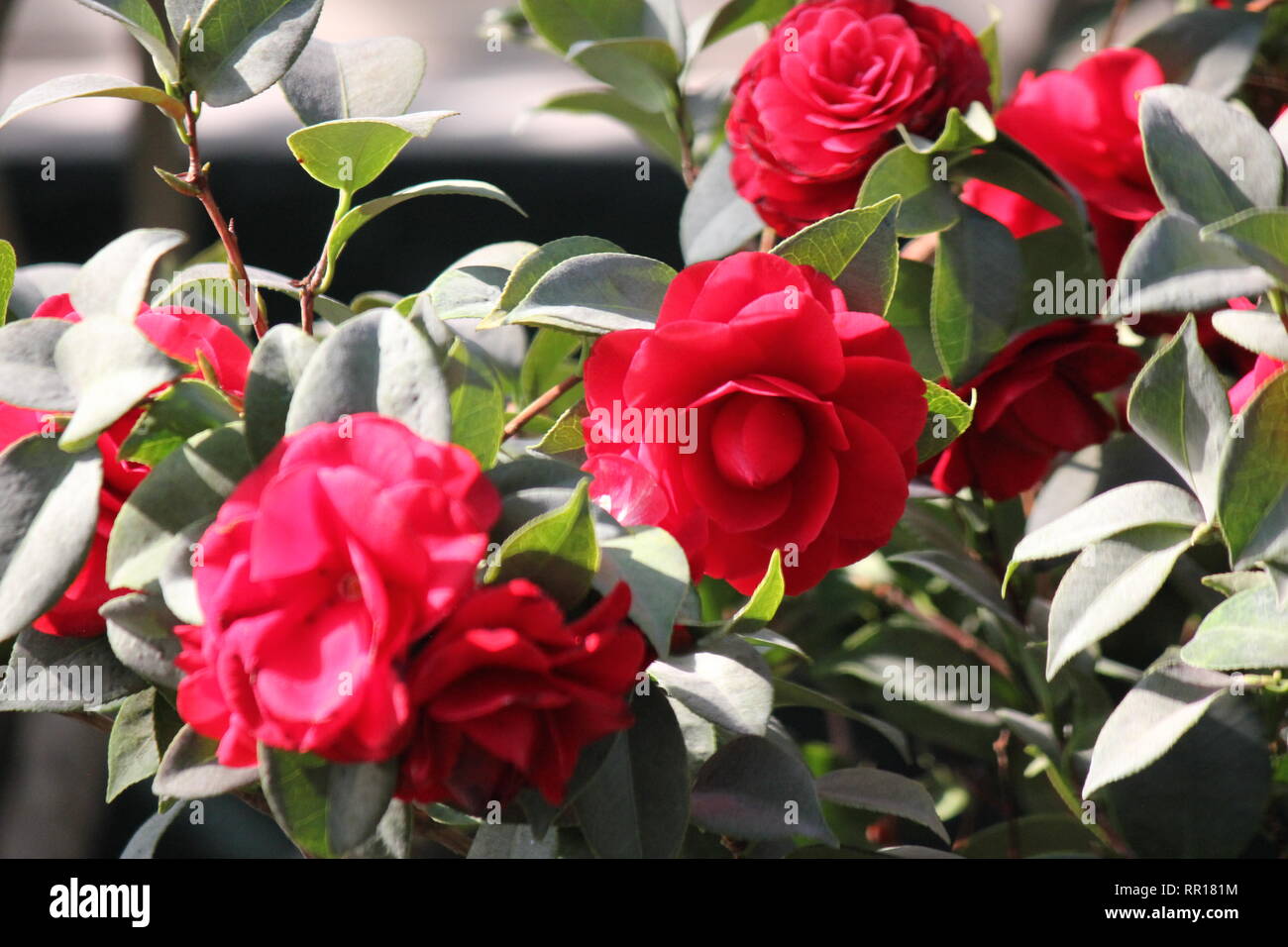 Beautiful, fresh flowers and plants growing in the bright sun Stock ...