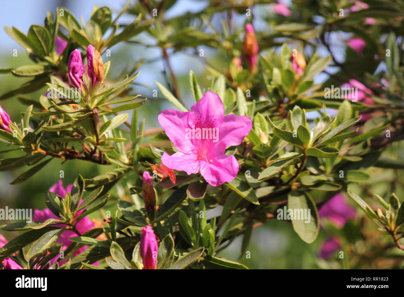 Beautiful cultivated flowering orchid pink azalea phoenicia ...