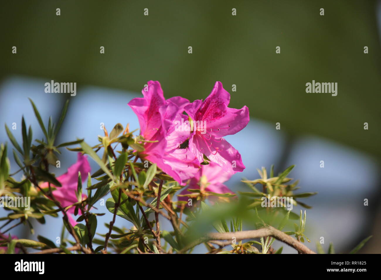 Beautiful cultivated flowering orchid pink azalea phoenicia ...