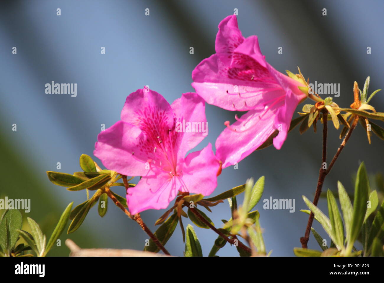 Beautiful cultivated flowering orchid pink azalea phoenicia ...