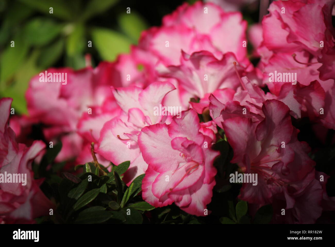 Beautiful, flawless white with pink fringe Phoenicia rhododendron ...