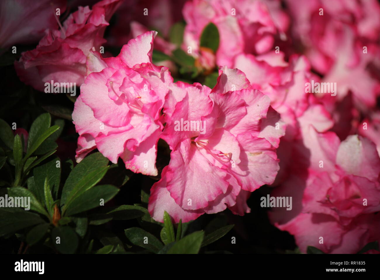 Beautiful, flawless white with pink fringe Phoenicia rhododendron ...