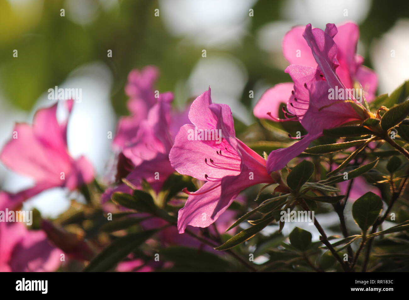 Beautiful cultivated flowering orchid pink azalea phoenicia ...