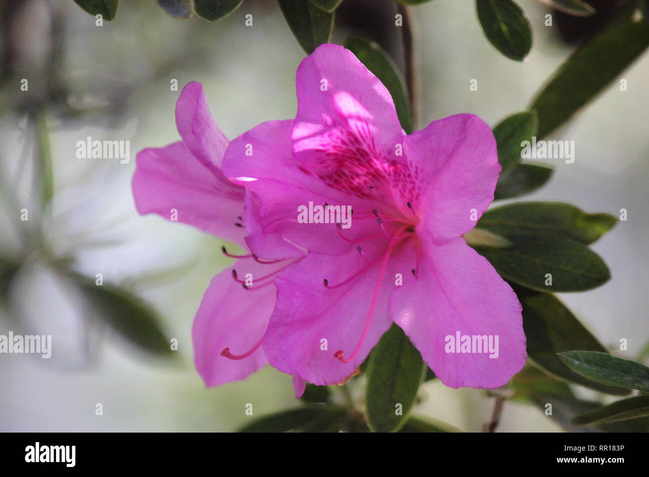 Beautiful cultivated flowering orchid pink azalea phoenicia ...