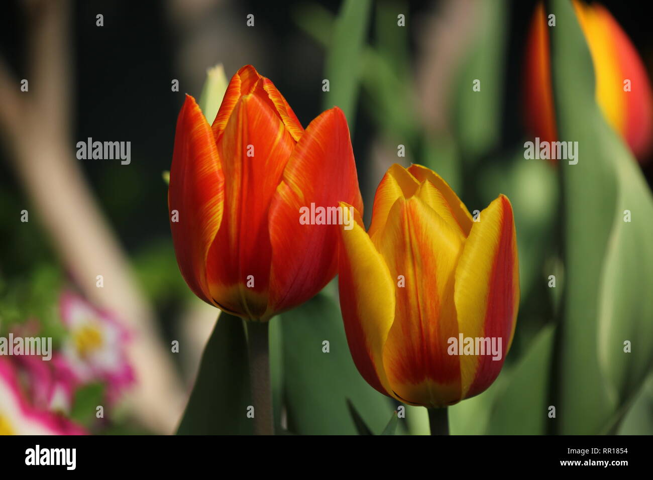 Beautiful cultivated orange and yellow flowering tulip, tulipa, plant ...