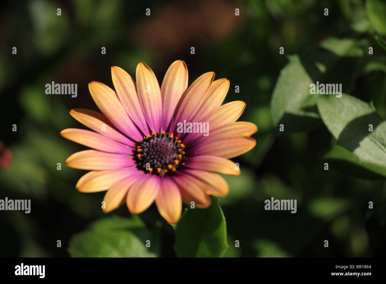 Stunning, flawless flowering African Daisy, Osteospermum ecklonis, Zion ...