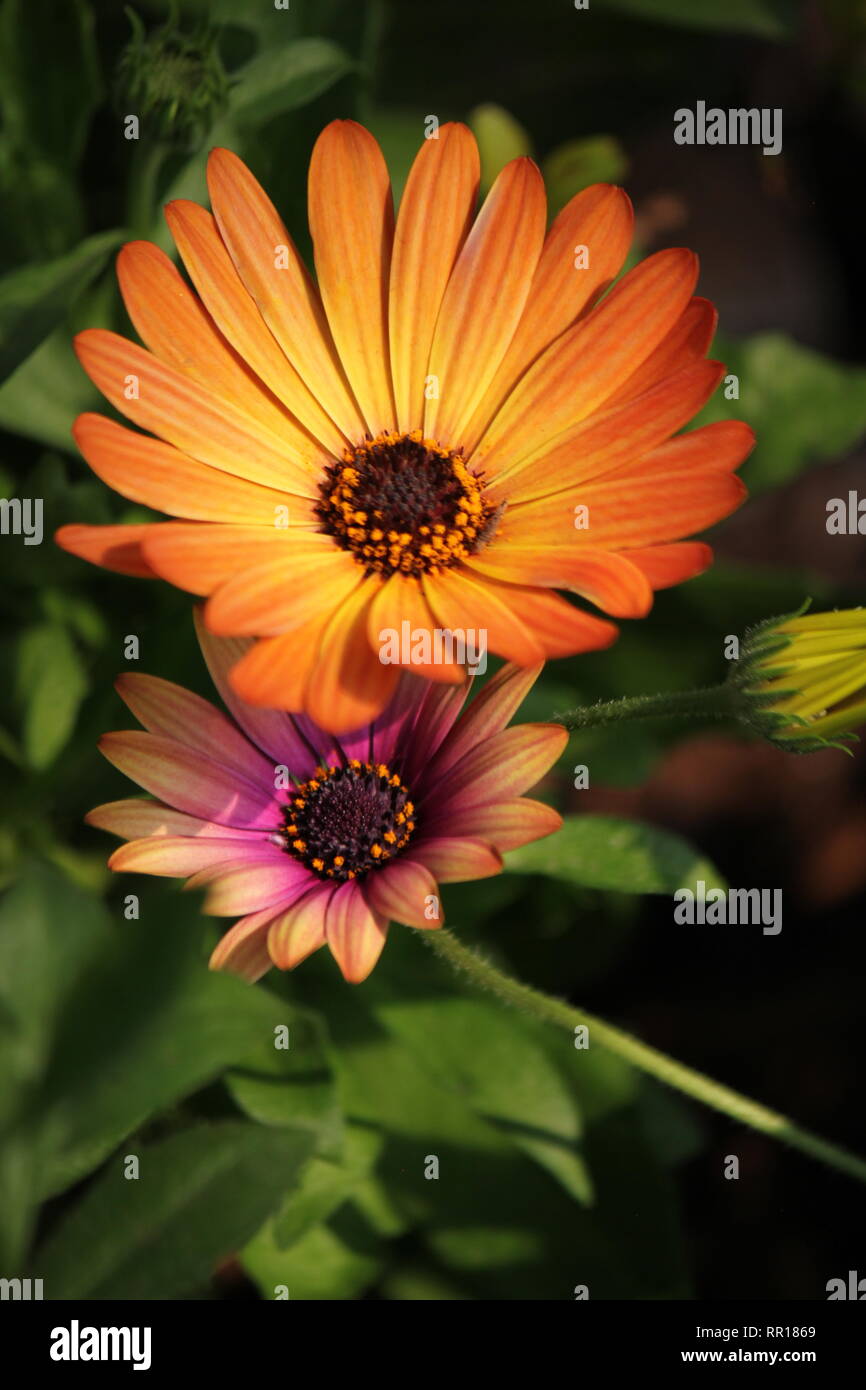 Stunning, flawless flowering African Daisy, Osteospermum ecklonis, Zion ...