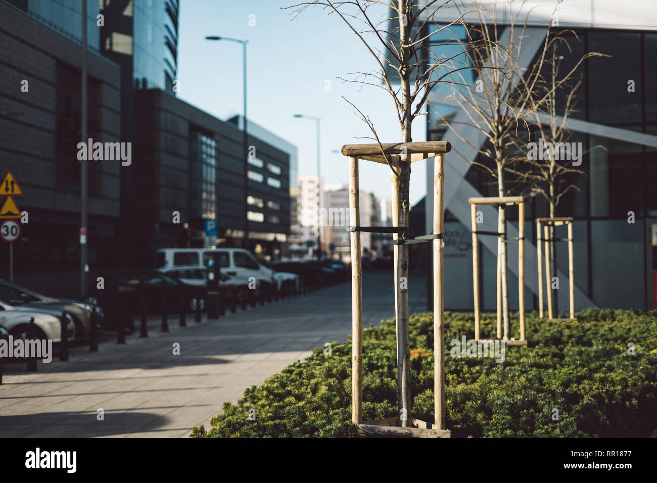 Newly planted tree at roadside at autumn, with three stakes to support ...