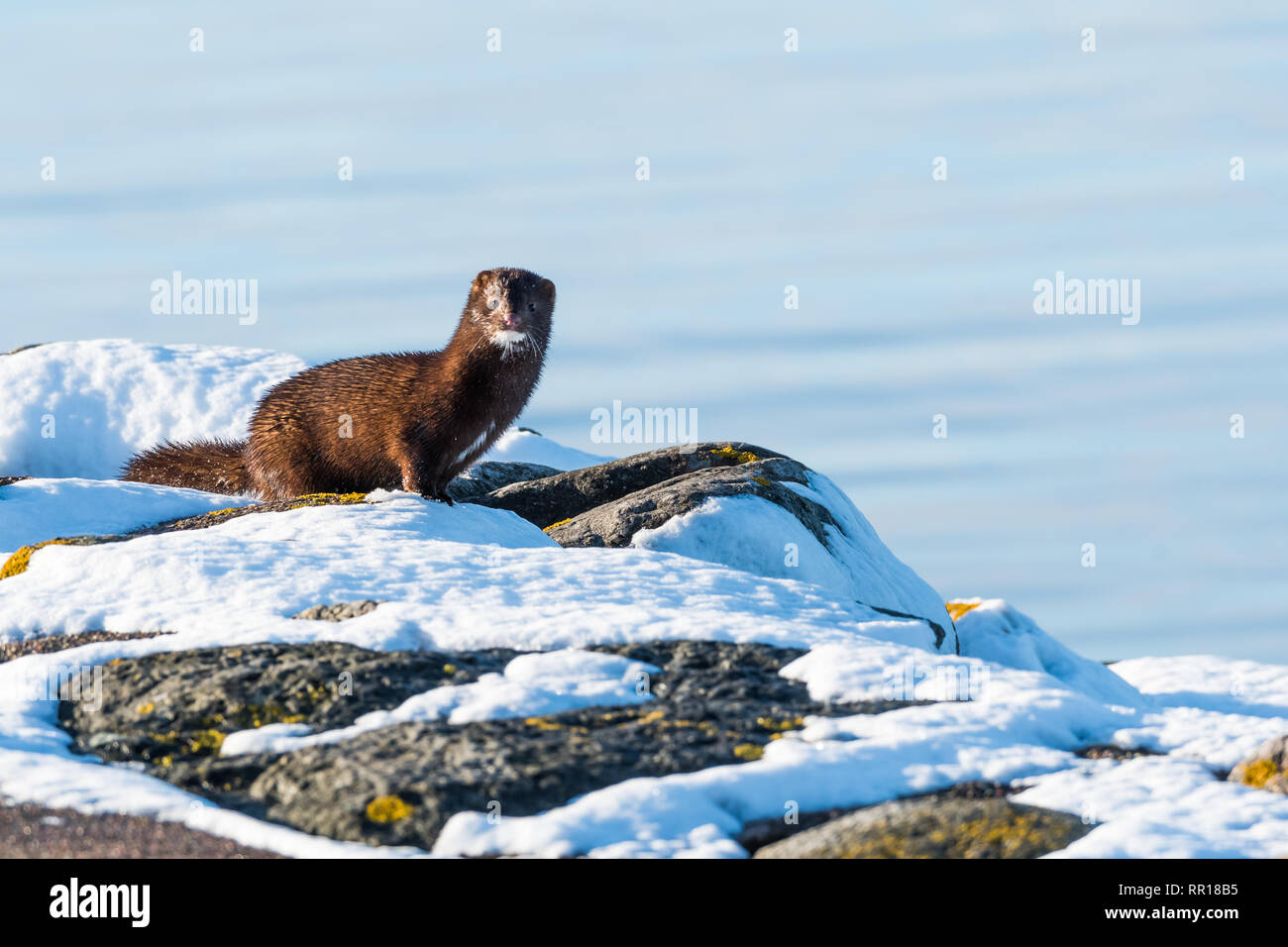 Mink island hi-res stock photography and images - Alamy