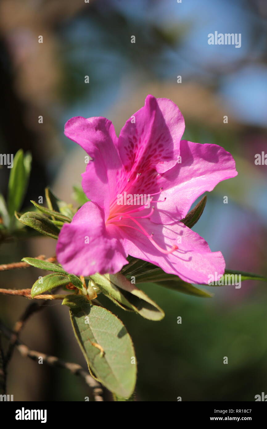Beautiful, flawless pink Phoenicia rhododendron azalea flower as a sign ...