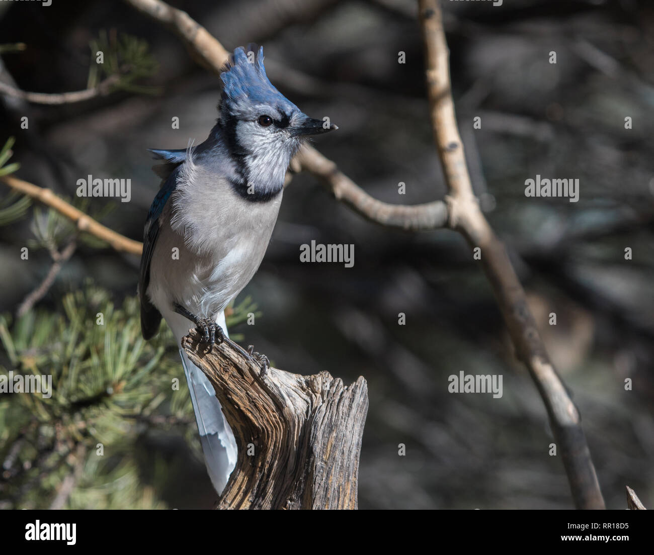 A blue jay sits atop a weathered stump in Cheyenne, Wyoming Stock Photo ...