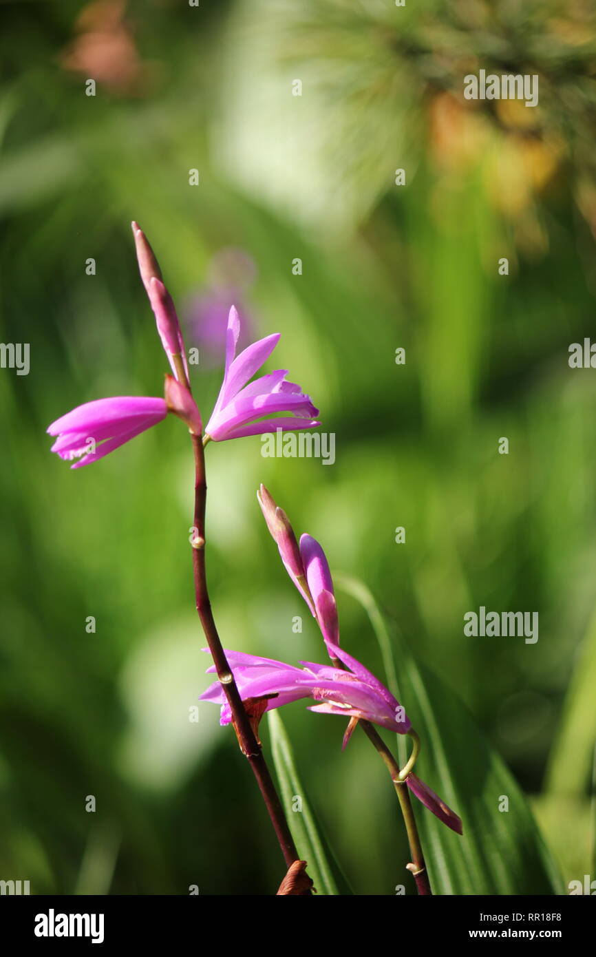 Beautiful cultivated flowering purple orchid, bletilla striata, plant ...