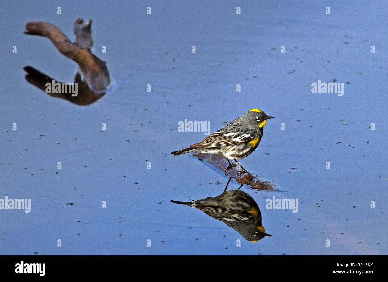 A yellow-rumped warbler at home in Rocky Mountain National Park ...