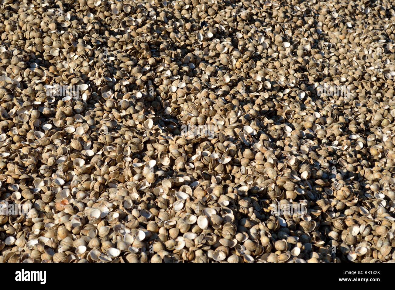 pile of empty cockle shells Stock Photo - Alamy