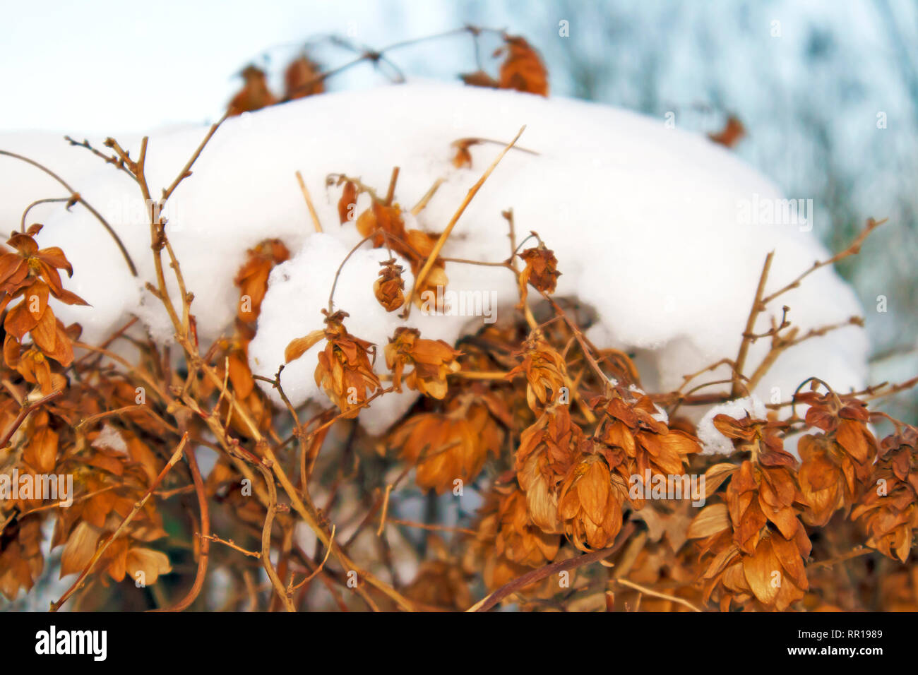 Yellowed hop bush in a winter garden with snow hat on top Stock Photo ...