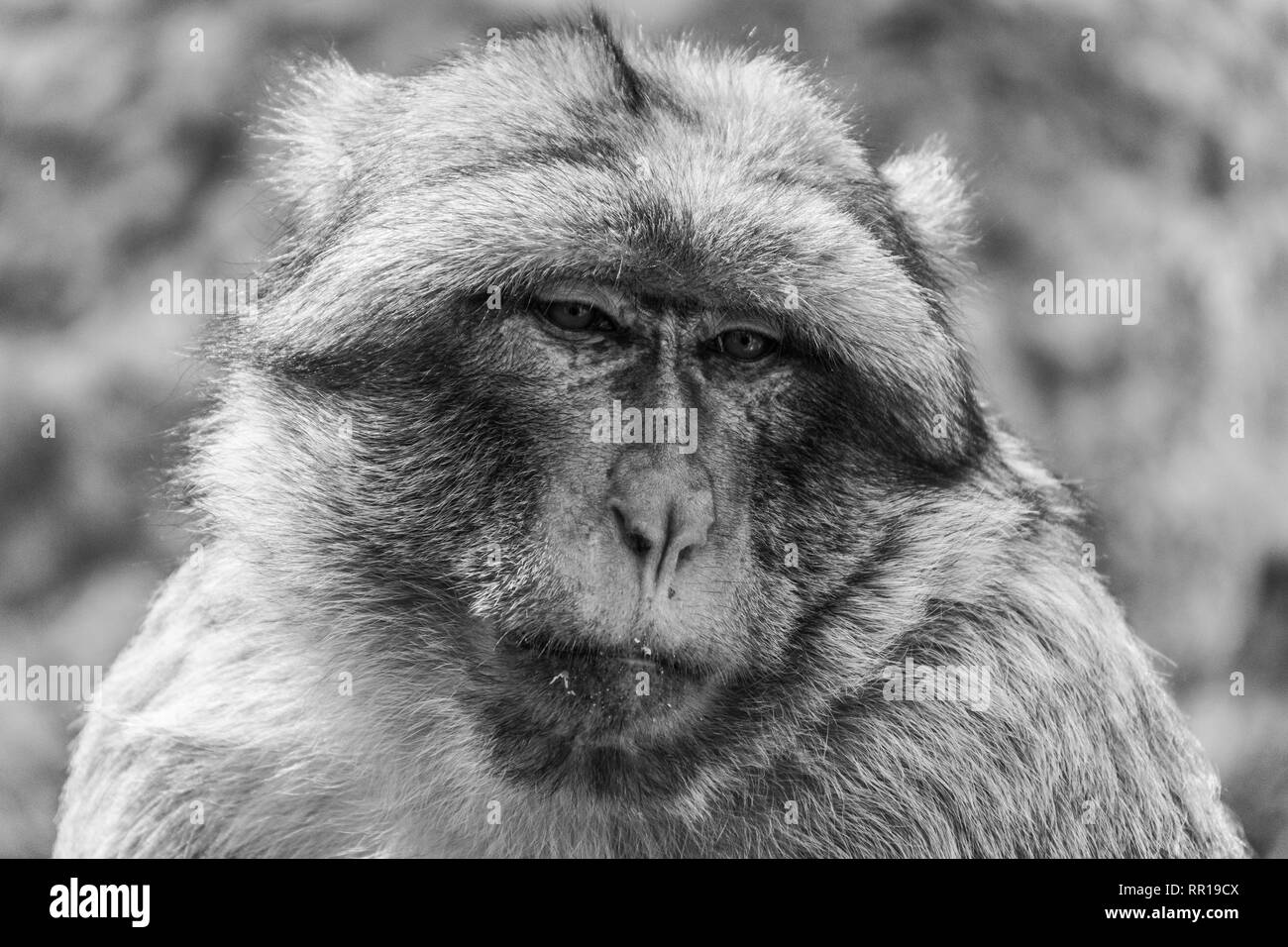 Macaque funny face Black and White Stock Photos & Images - Alamy