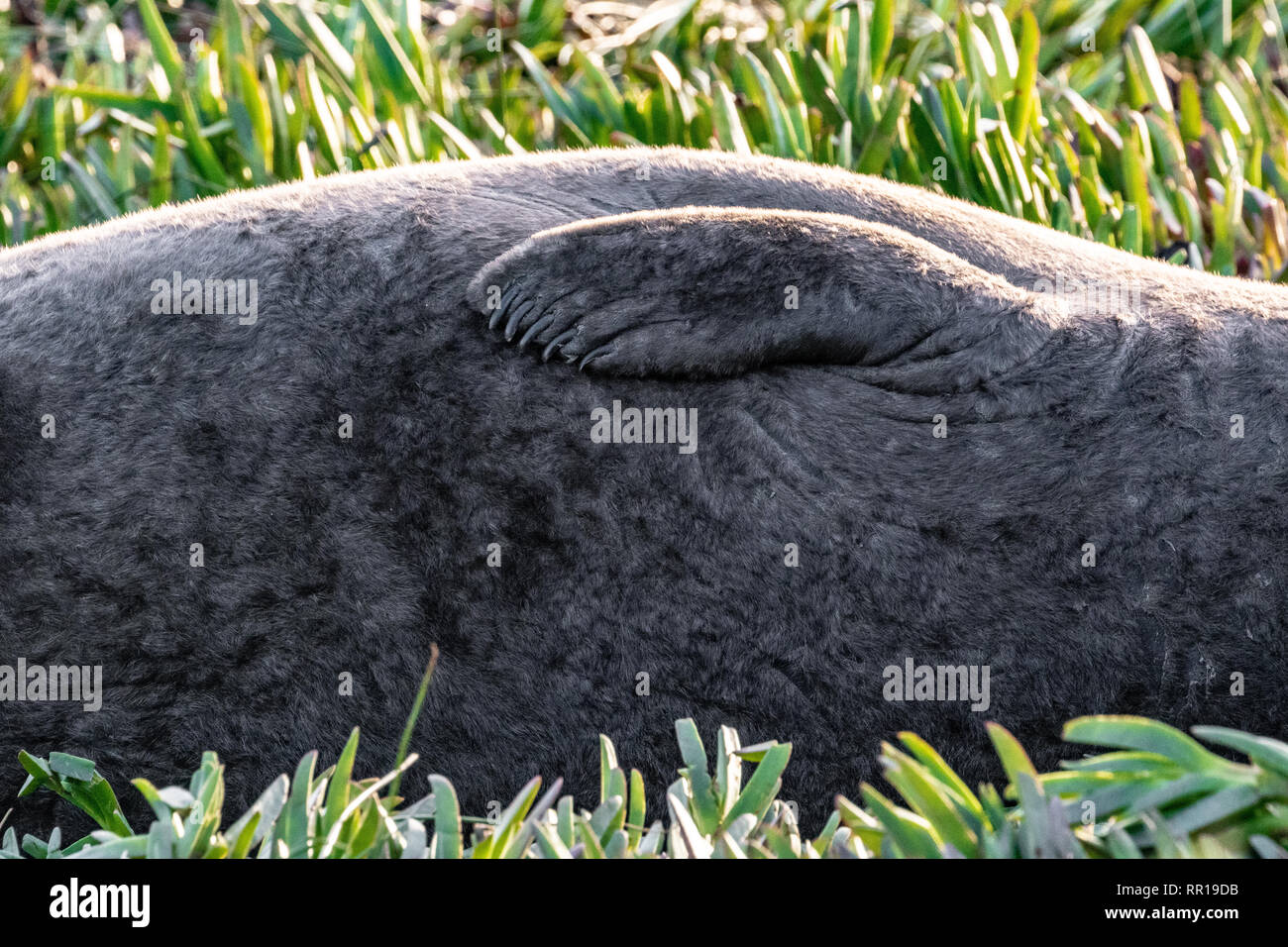 Close up of Northern Elephant seal relaxing on the beach in Drake's Bay ...