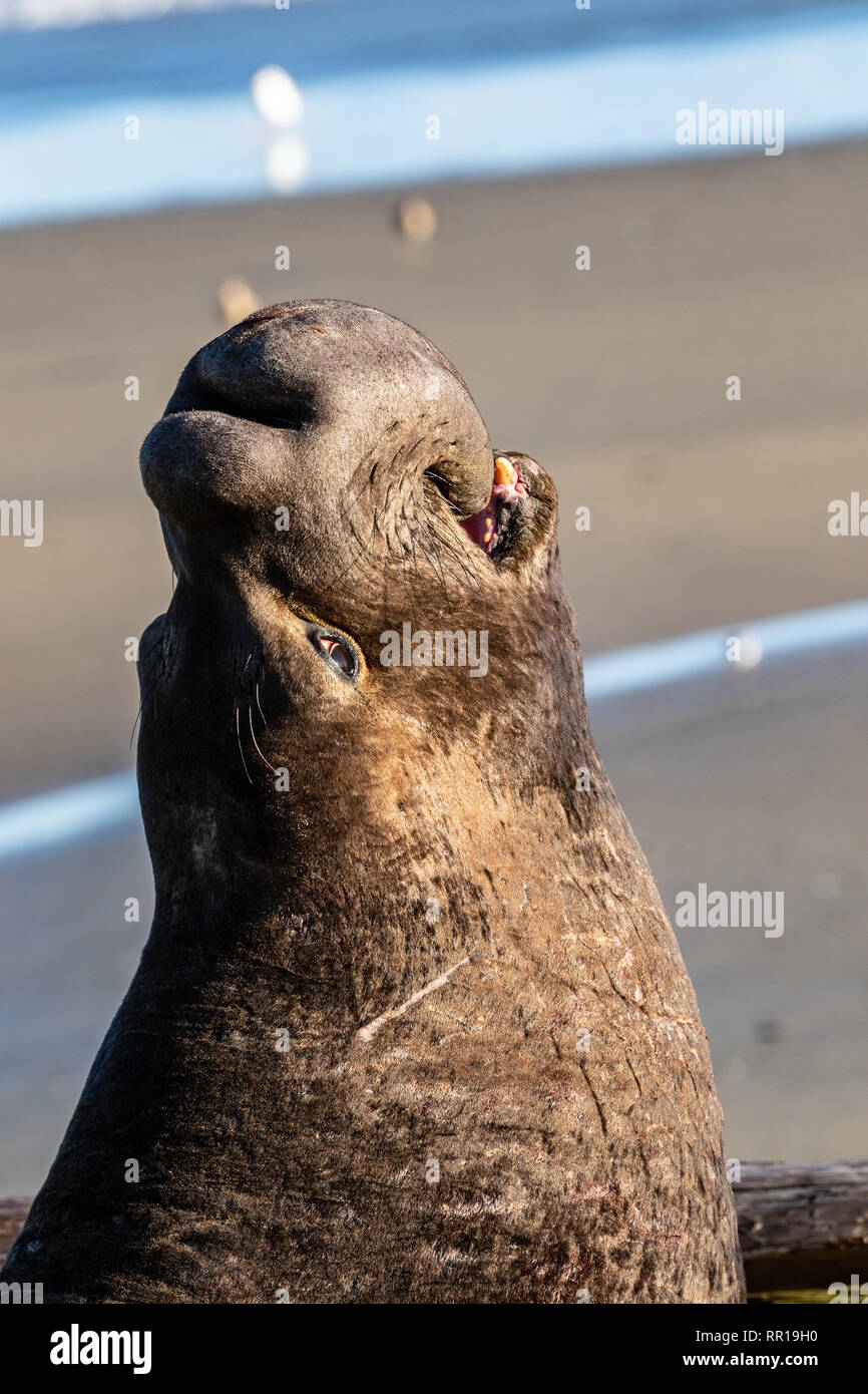 Male Northern elephant seal vocalizing on the beach in Drake's Bay ...