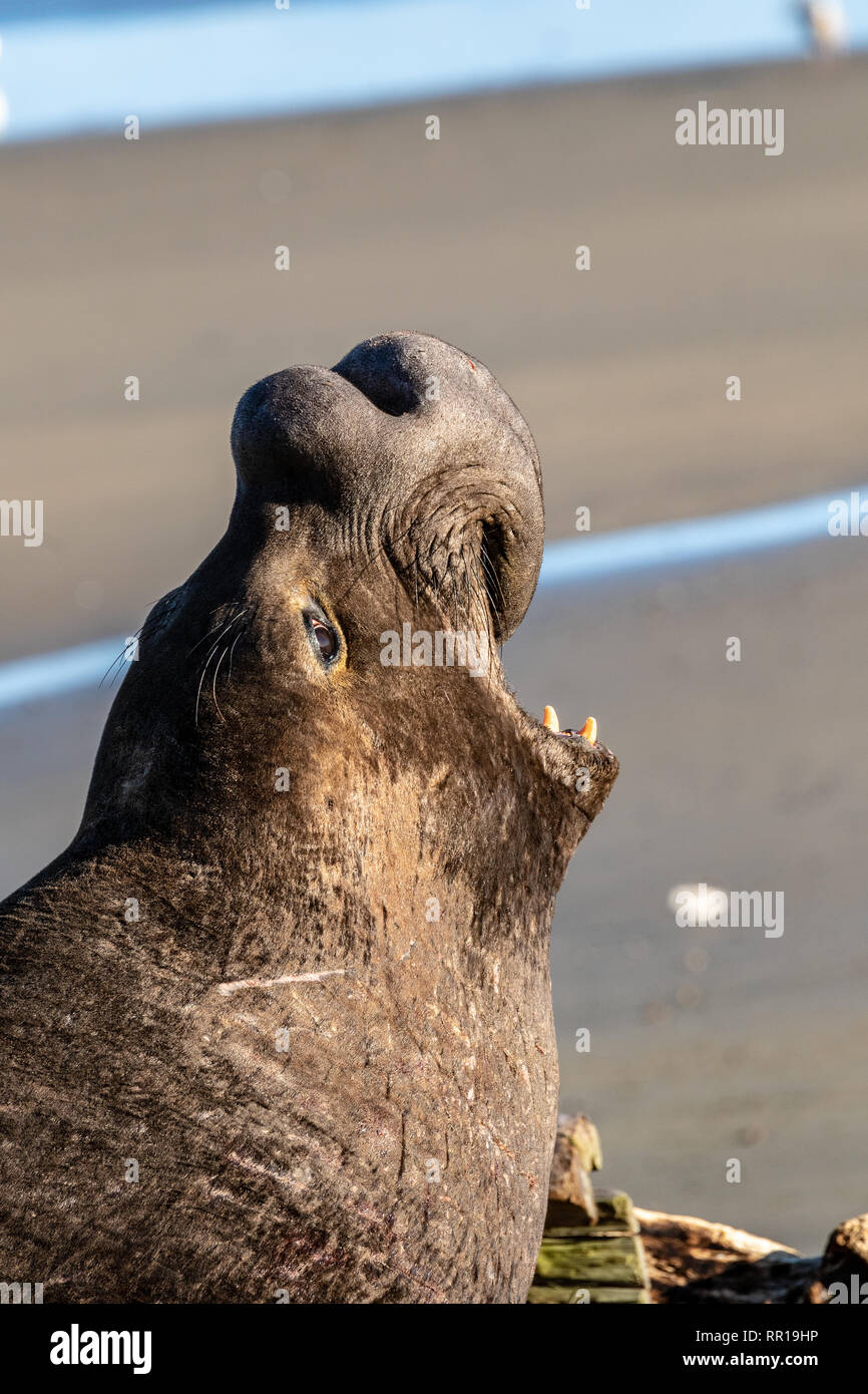 Male Northern elephant seal vocalizing on the beach in Drake's Bay ...