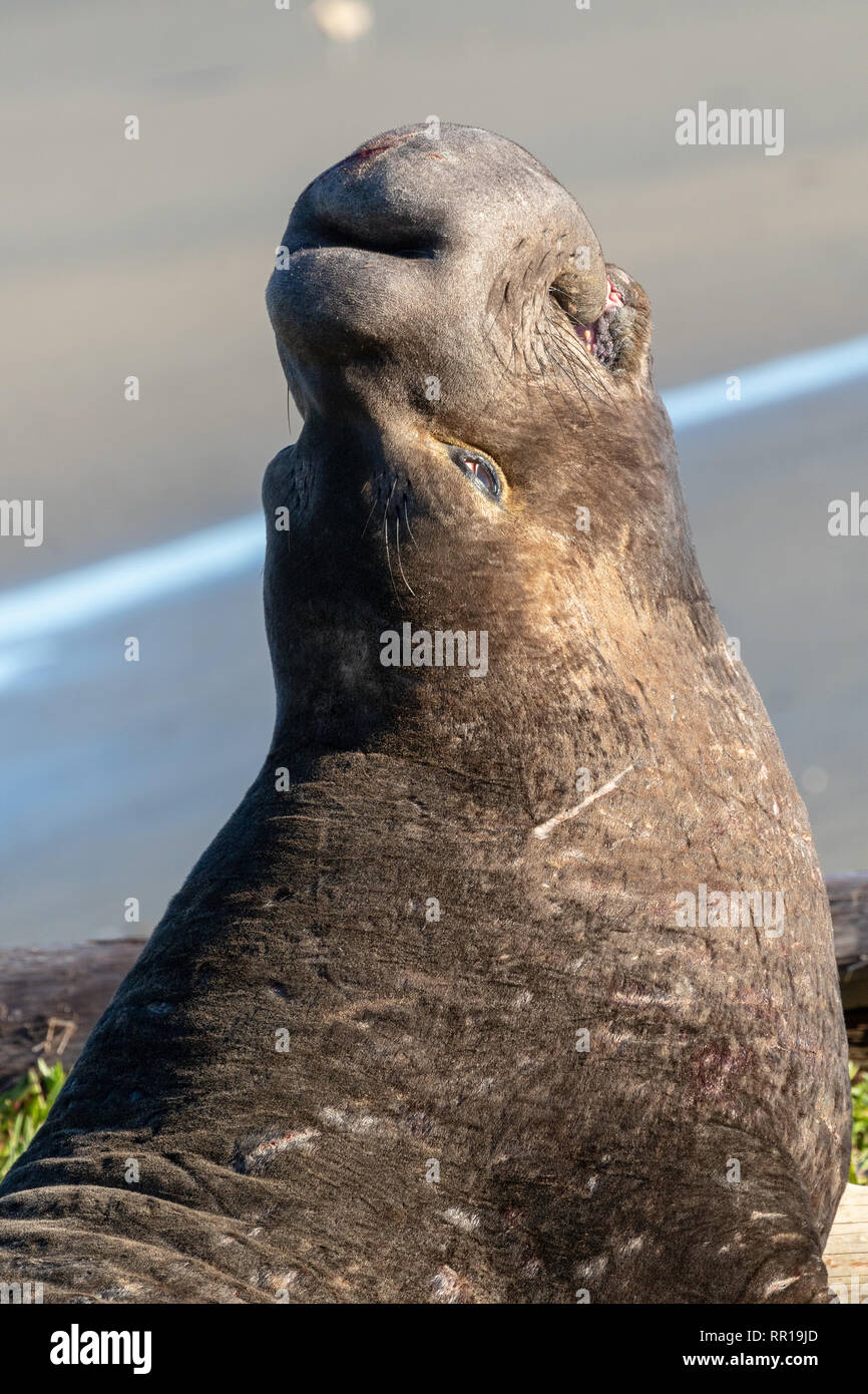 Male Northern elephant seal vocalizing on the beach in Drake's Bay ...