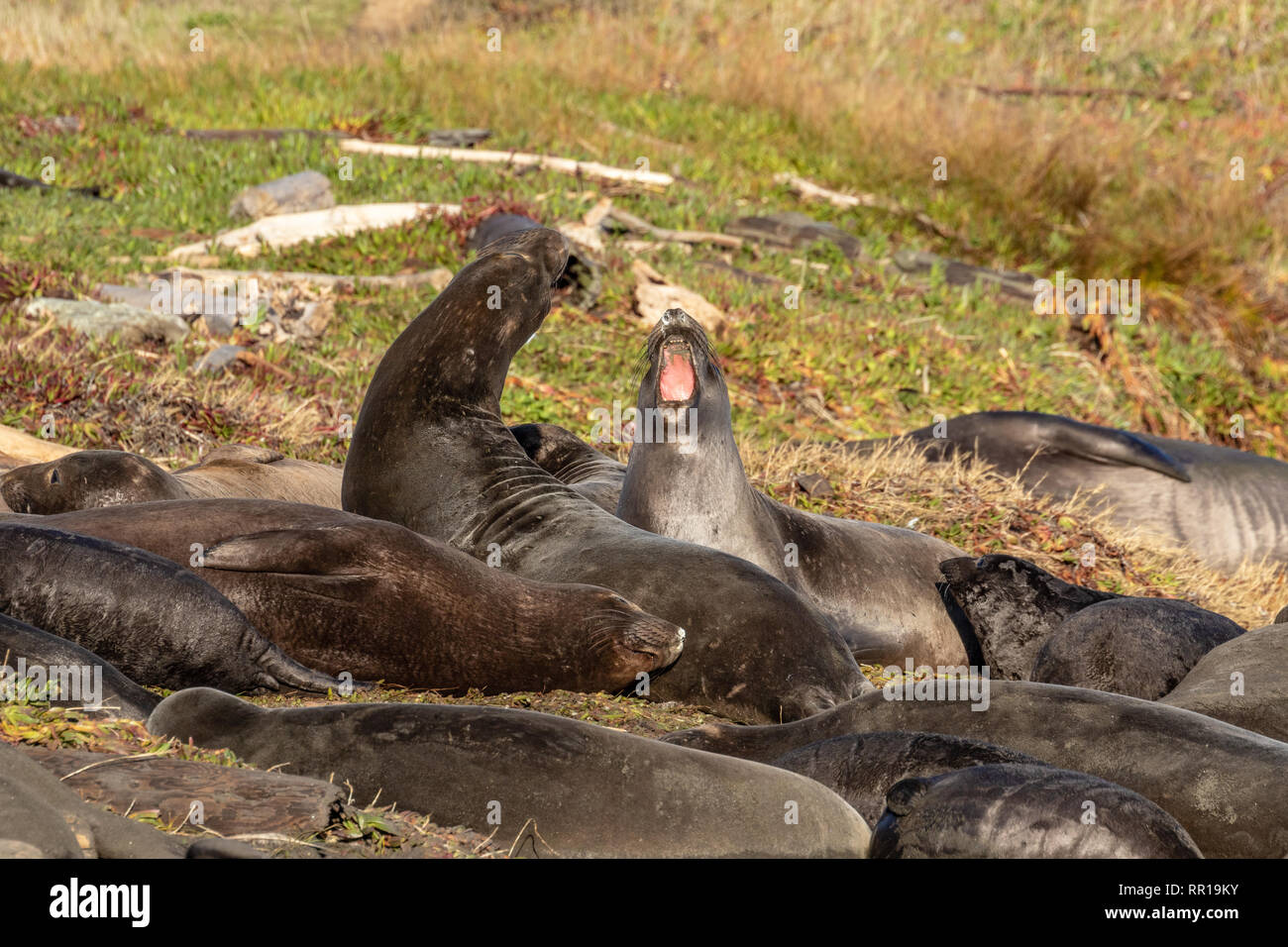 Northern Elephant seals on the beach in Drake's Bay, part of the Point ...