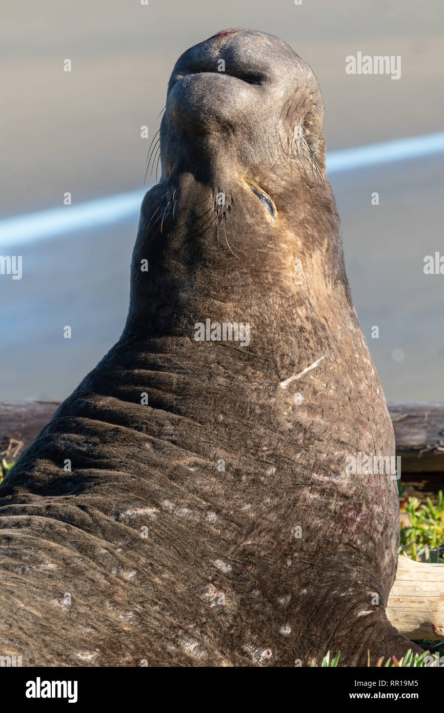 Male Northern elephant seal vocalizing on the beach in Drake's Bay ...