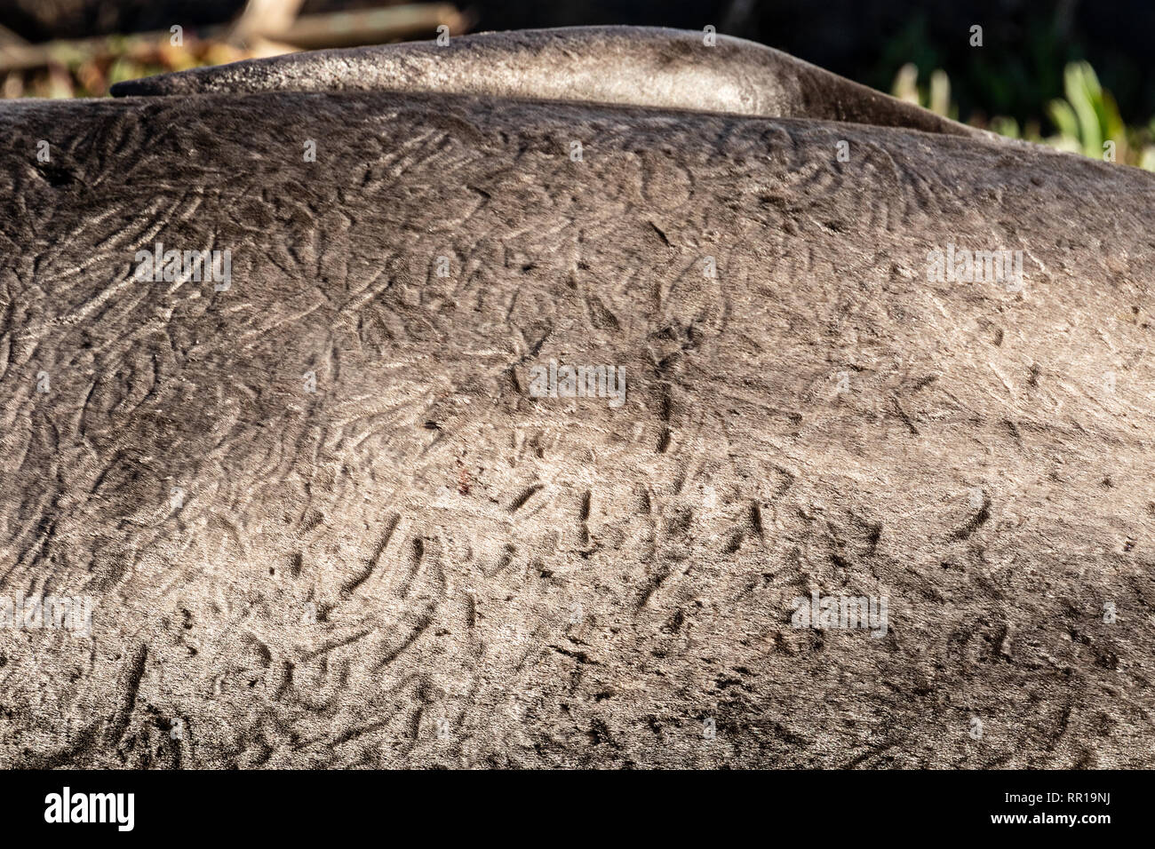 Seal skin close up hi-res stock photography and images - Alamy