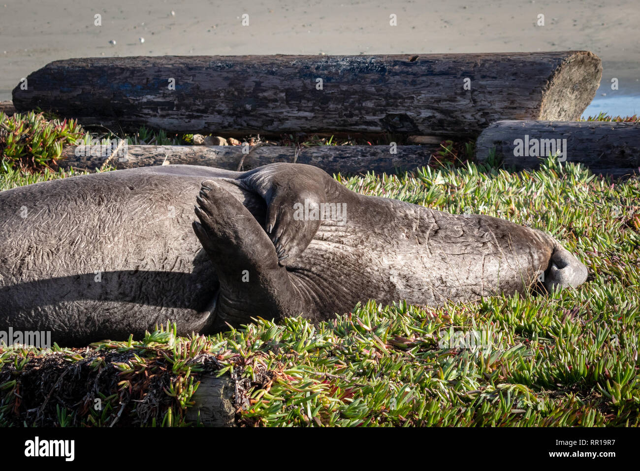 Elephant seal relaxing on the beach in Drake's Bay, part of the Point ...
