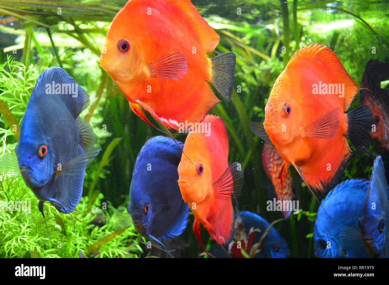 Discus fish in an aquarium Stock Photo - Alamy