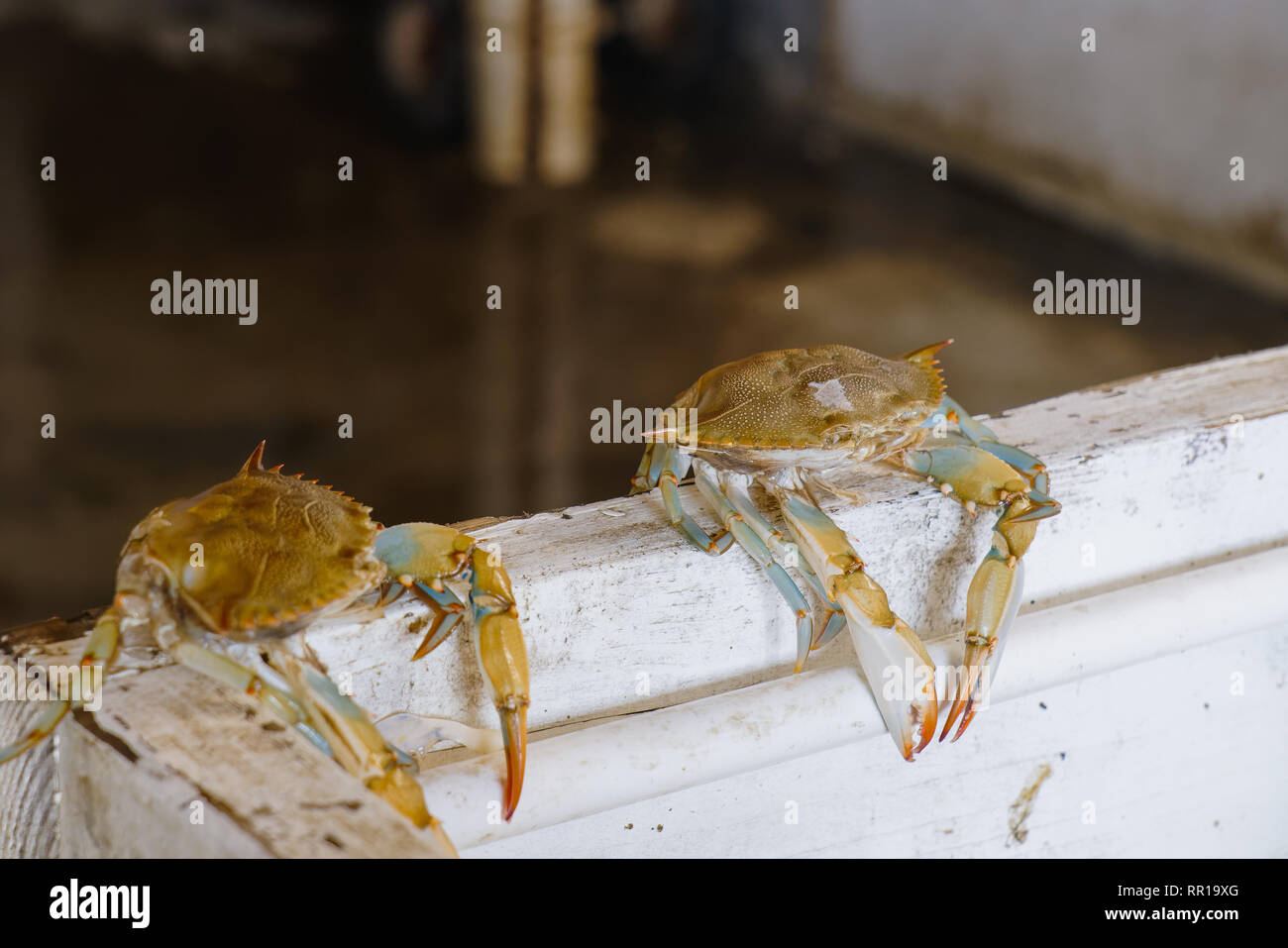 Empty crab shells hi-res stock photography and images - Alamy