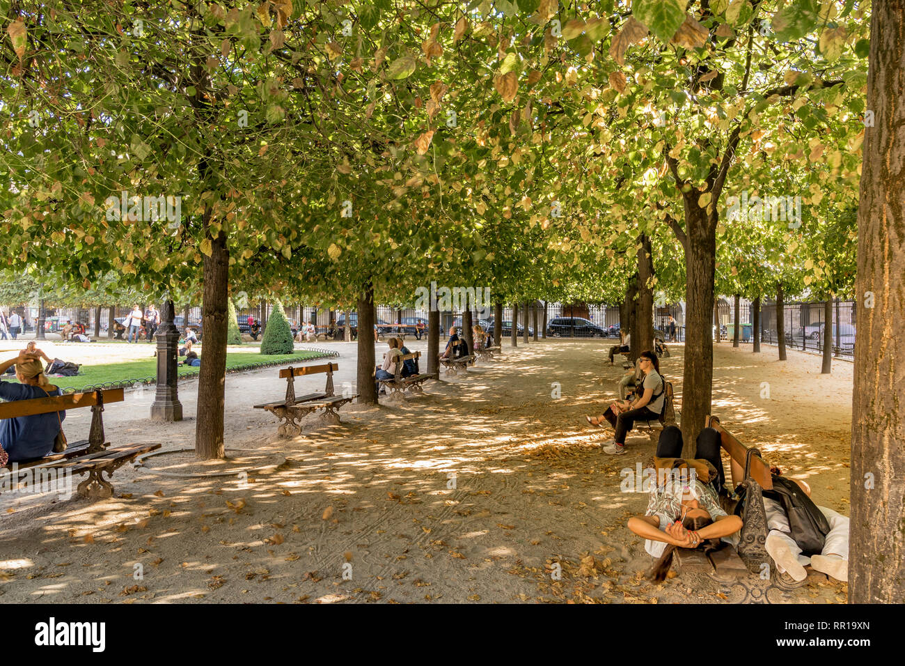 Square trees paris hi-res stock photography and images - Alamy