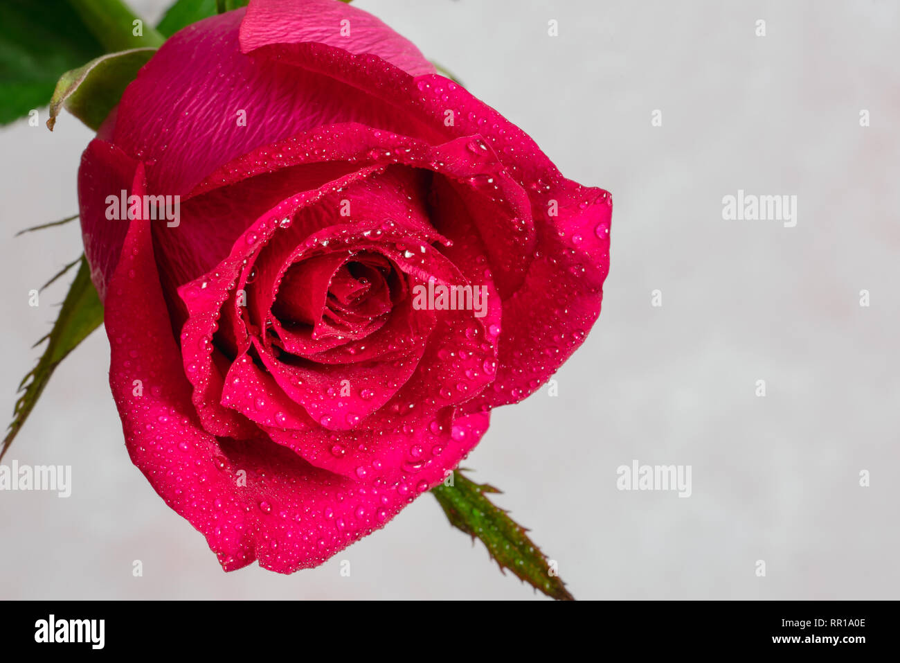 bright pink rose wet with dew with a pale mottled background with copy ...