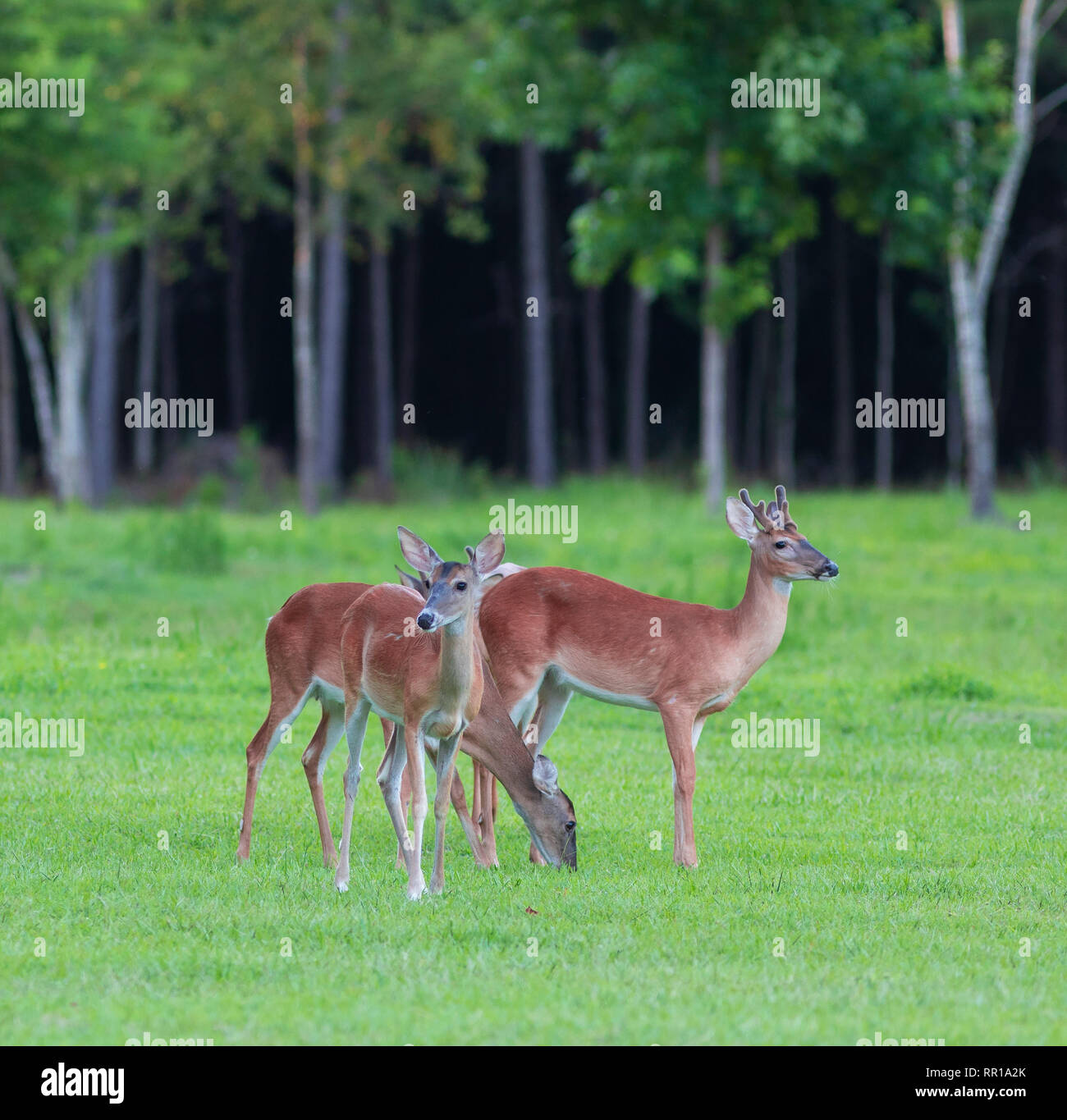 Whitetail deer herd on an overcast day on a field Stock Photo - Alamy