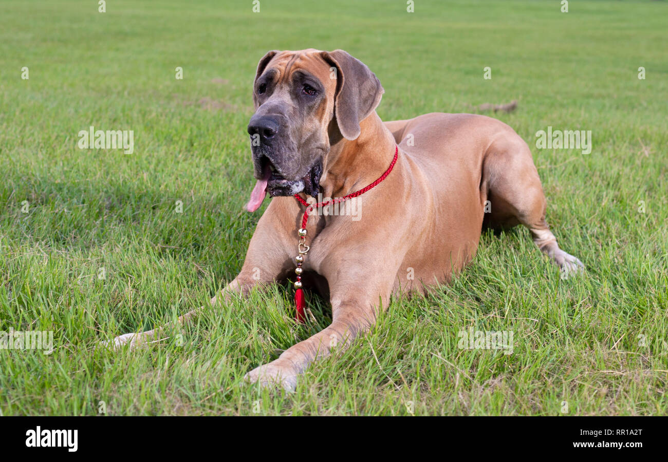 Purebred brown Great Dane ready to play on the grass Stock Photo - Alamy