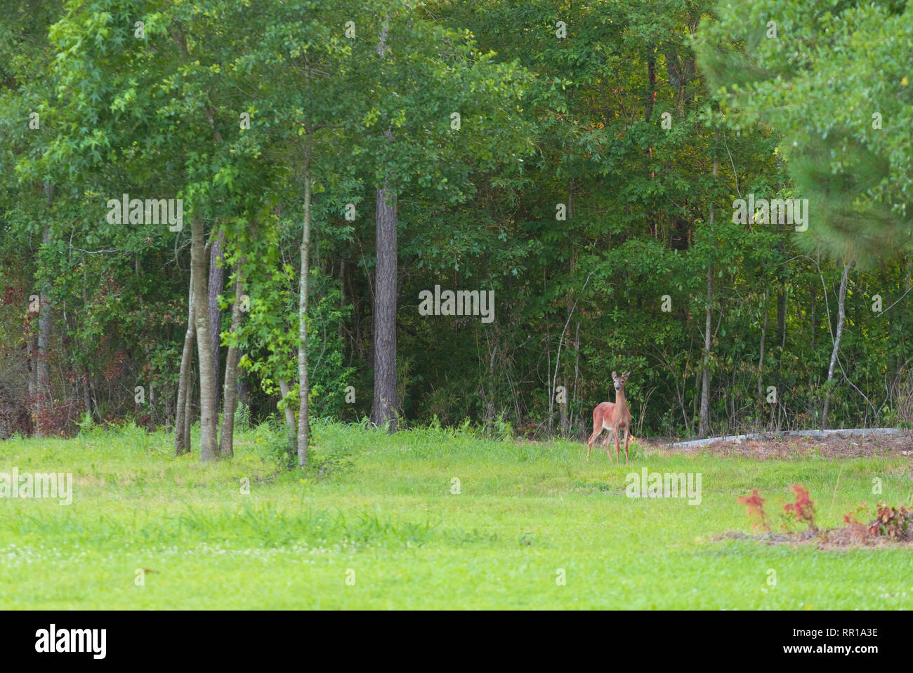 Young whitetail buck starting to grow antlers near a forest line Stock ...