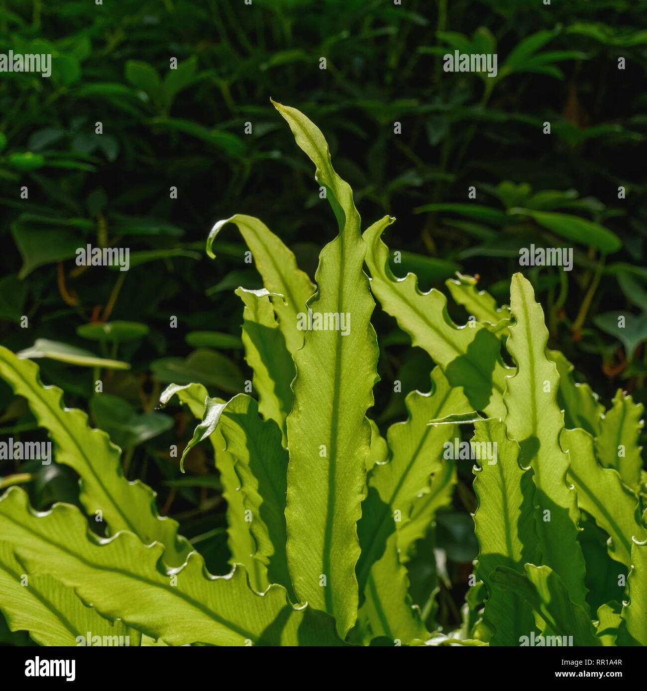 bright sunlight shining through long narrow ruffled green leaves in ...