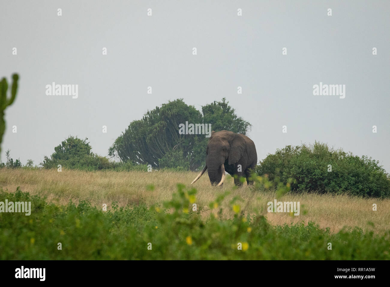 A large male elephant with very big tusks walking across the savannah ...