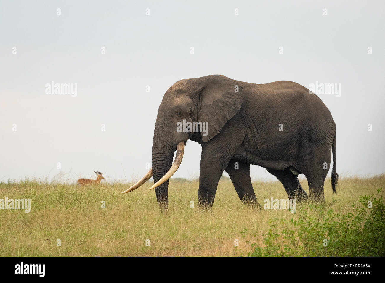 A large male elephant with very big tusks walking across the savannah ...