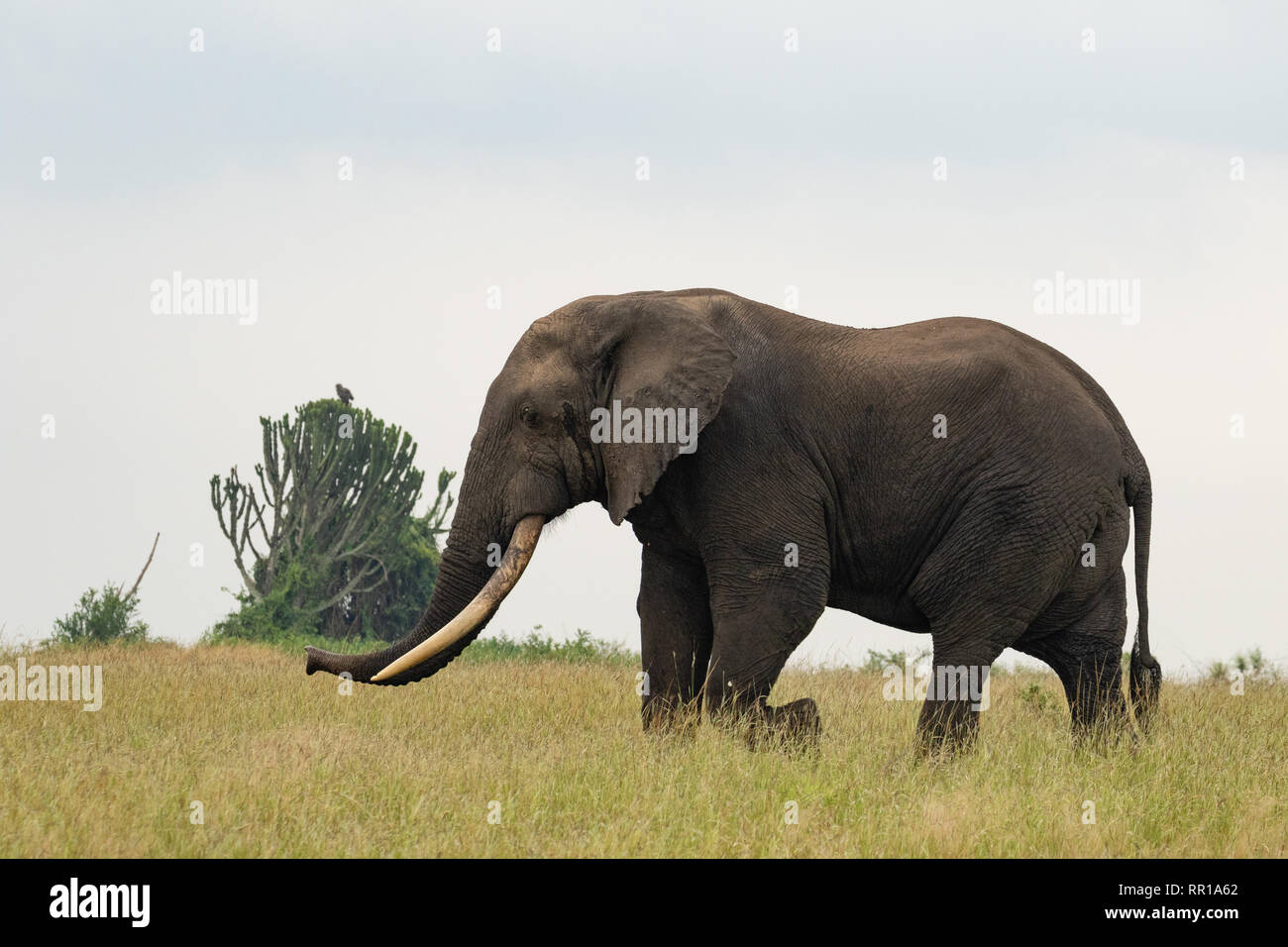 A large male elephant with very big tusks walking across the savannah ...