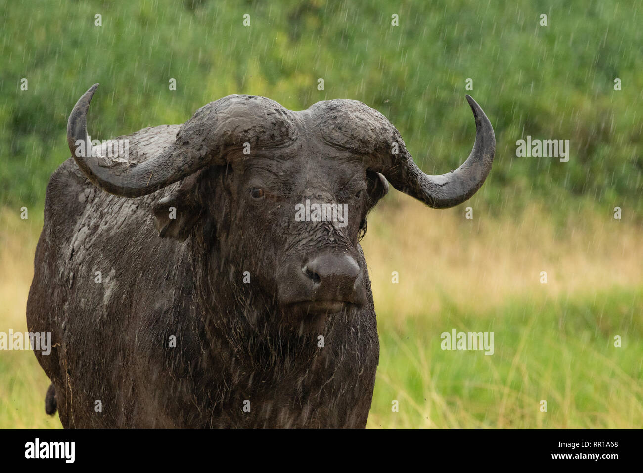 A lone cape buffalo in the rain looking at the camera Queen Elizabeth ...