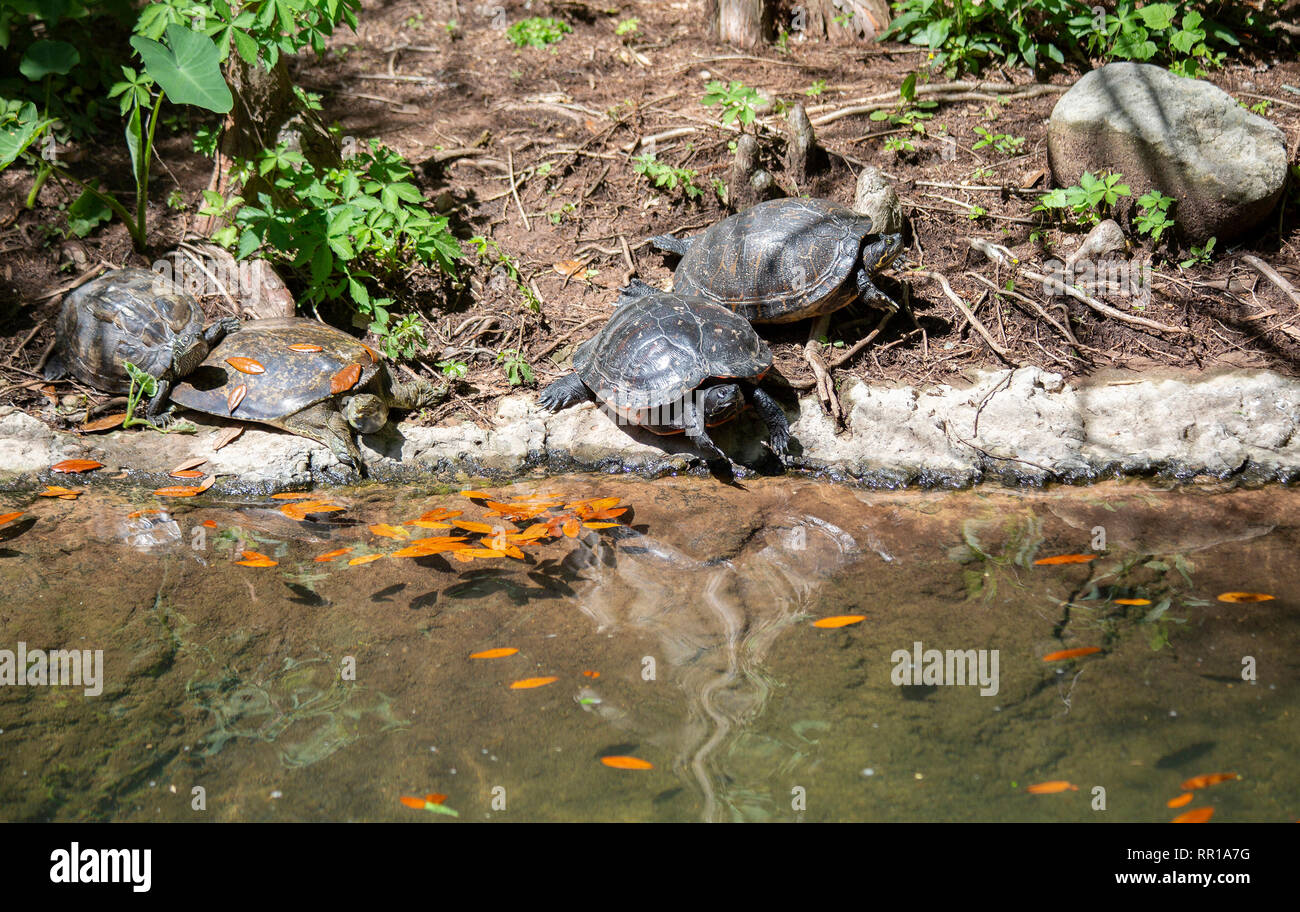Spiny soft-shell turtle and painted turtle on a shore Stock Photo - Alamy